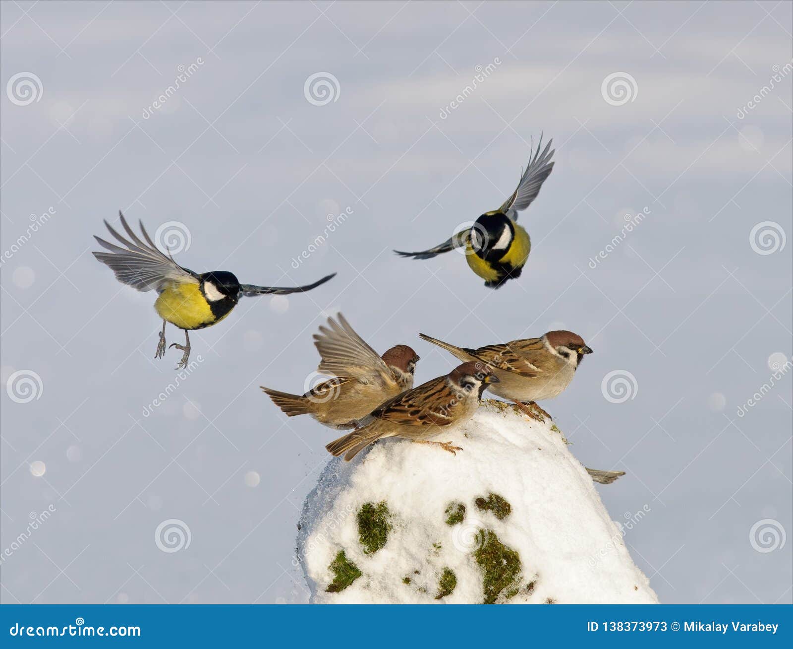 Great Tits in Flight Attacking Tree Sparrows Stock Image - Image of ...