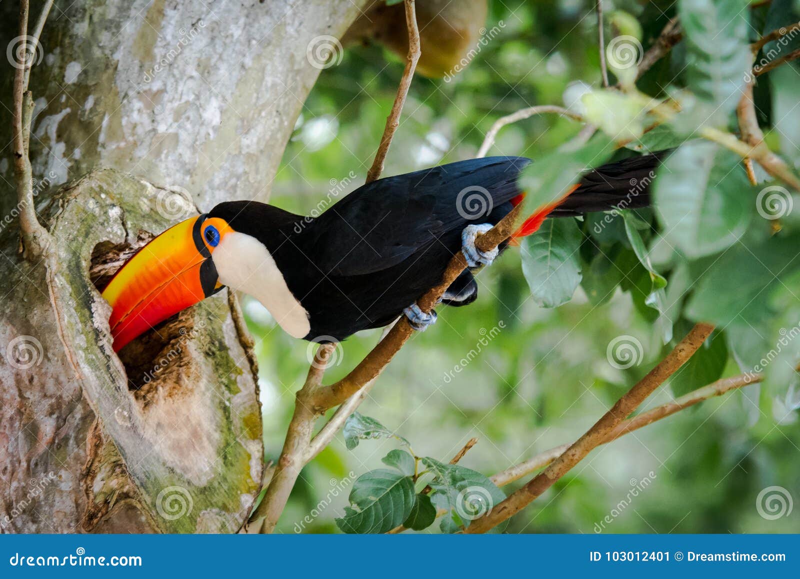 Great Toucan stock image. Image of beak, hollow, great - 103012401
