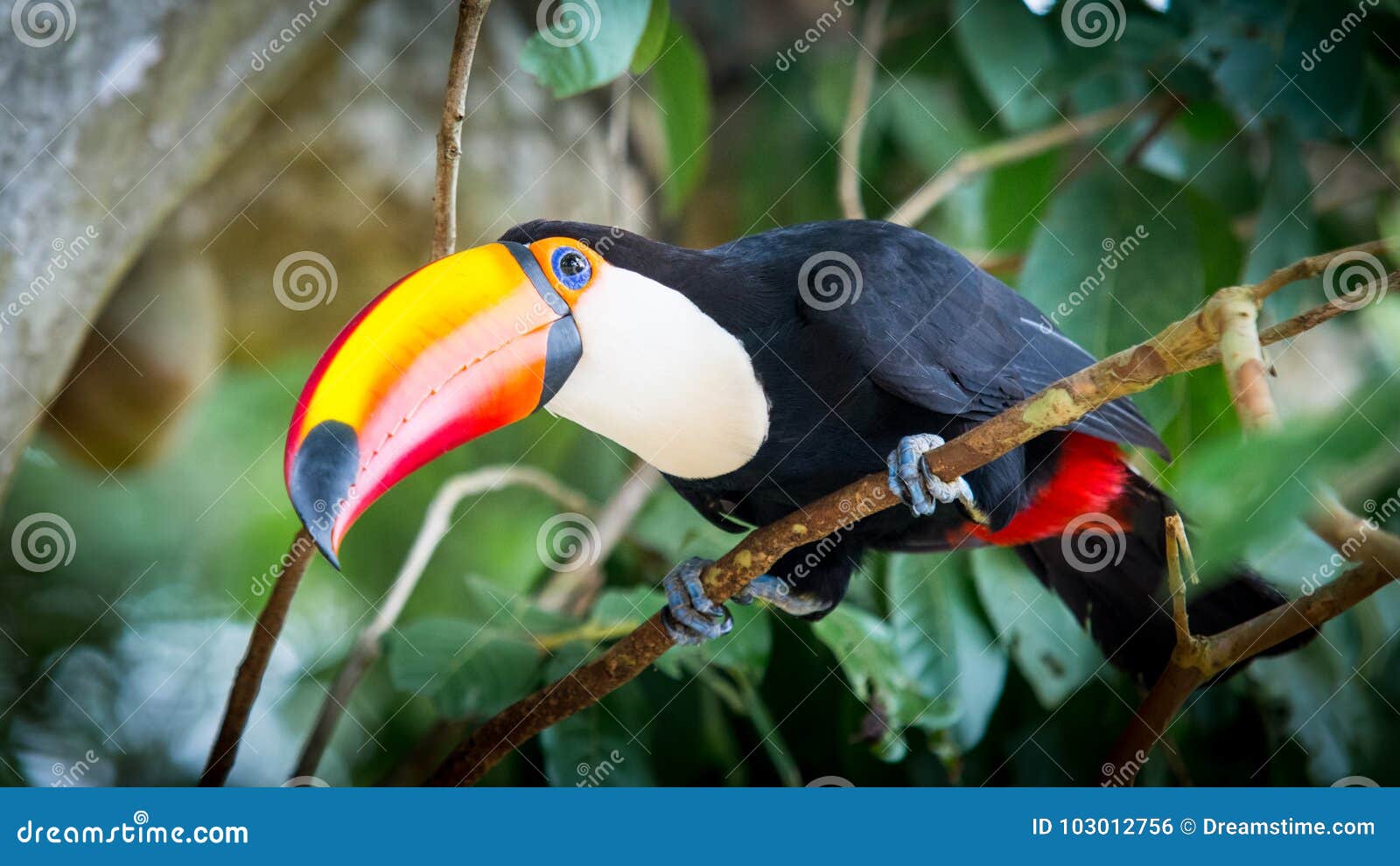 Great Toucan stock photo. Image of bird, toucan, hornbill - 103012756