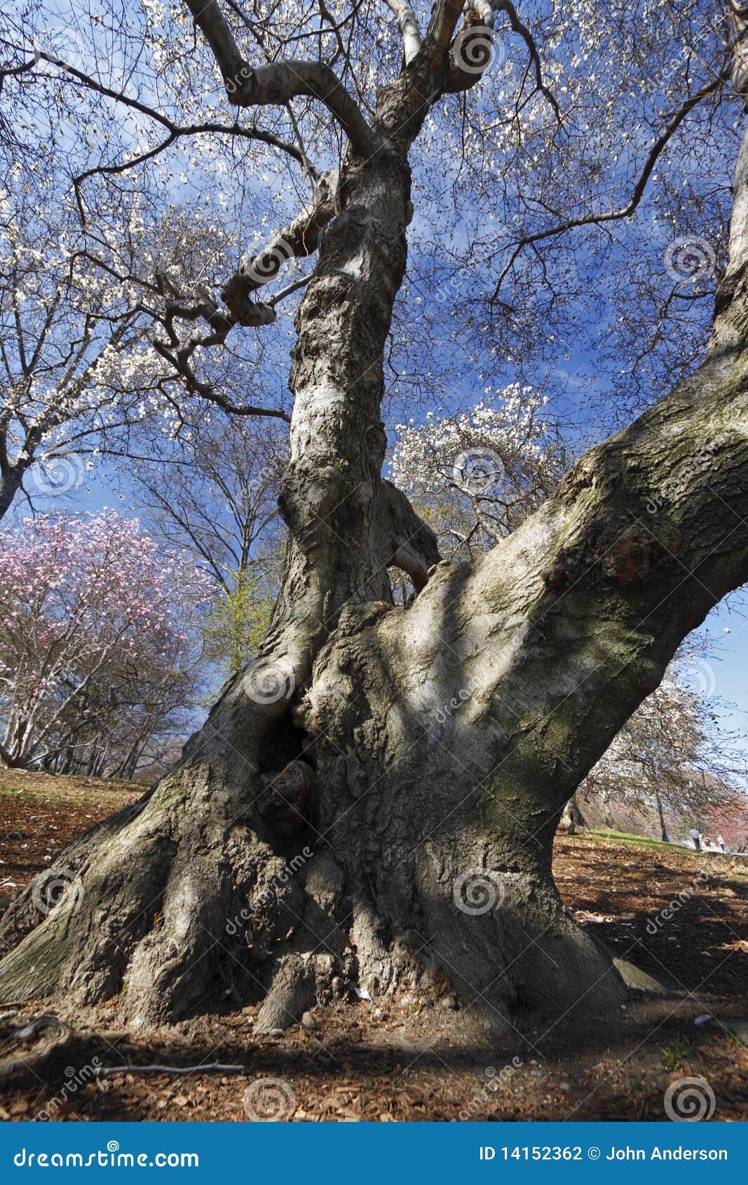 Great tree stock photo. Image of early, branches, urban - 14152362
