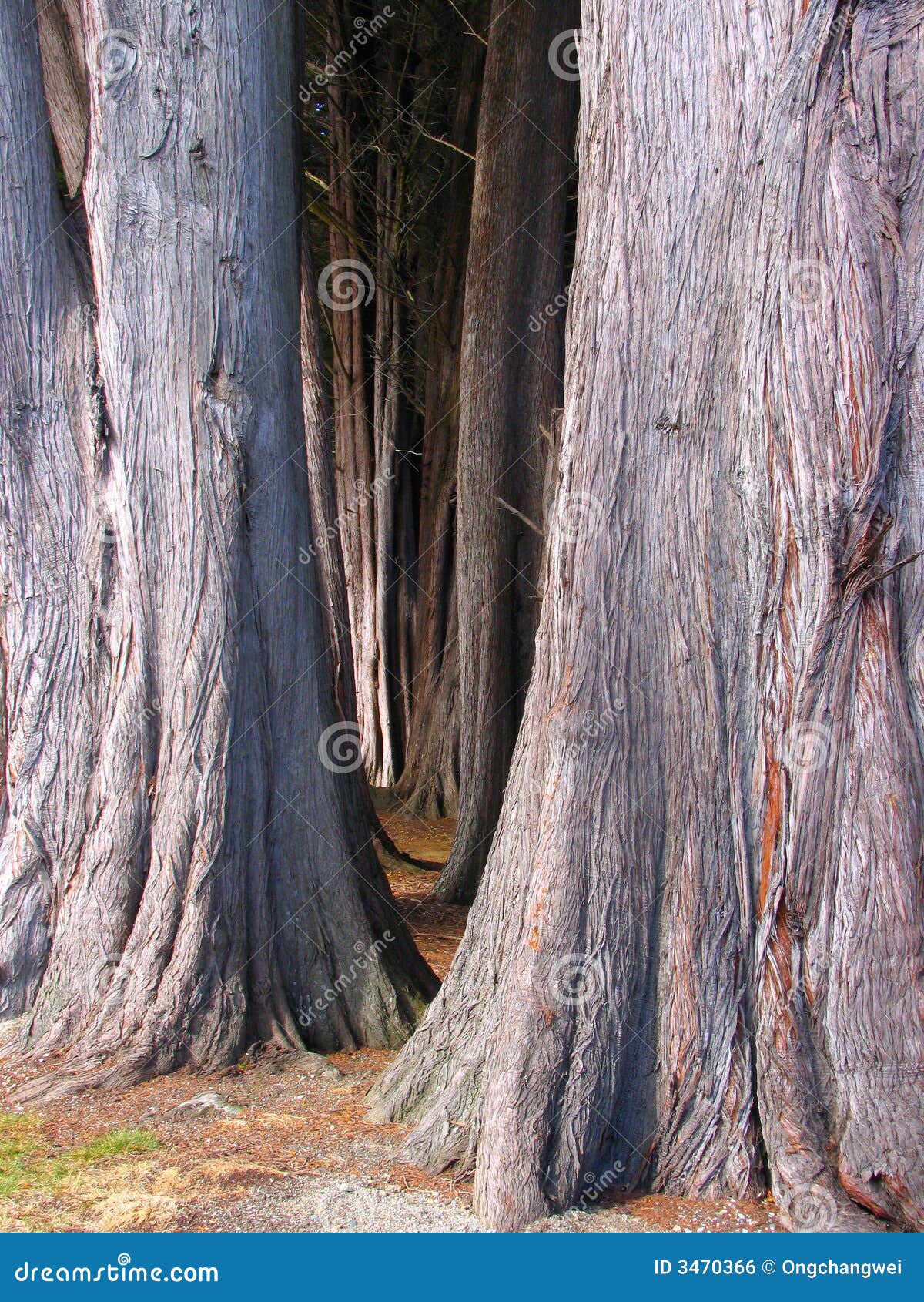 Great Tree Stock Photography | CartoonDealer.com #3470366