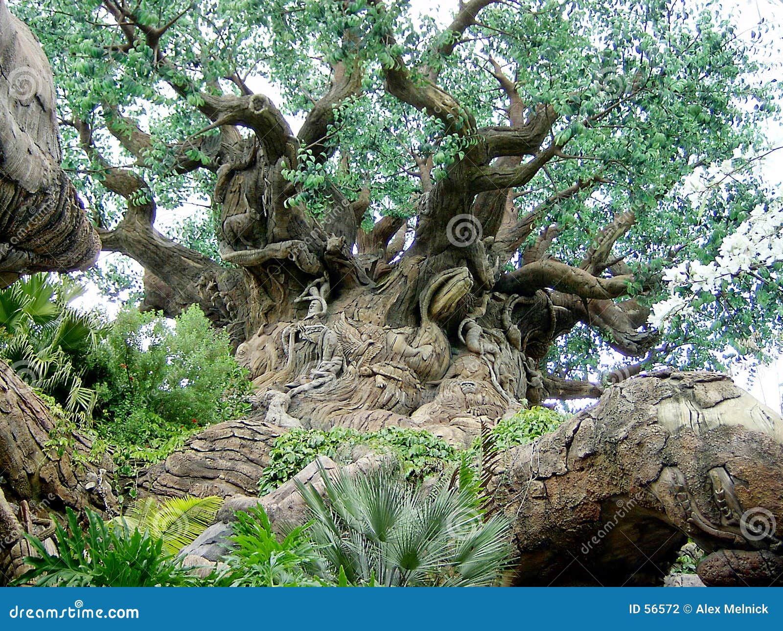 The Great Tree stock photo. Image of carve, wallpaper, meandering - 56572