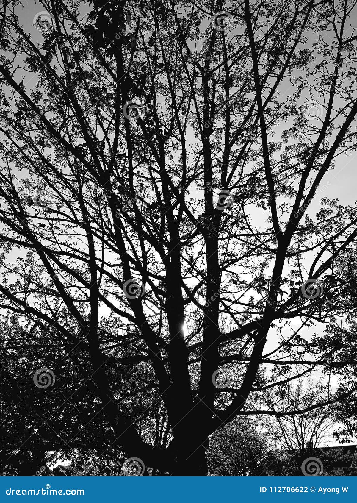 Great Tree in Black and White Stock Photo - Image of black, tree: 112706622