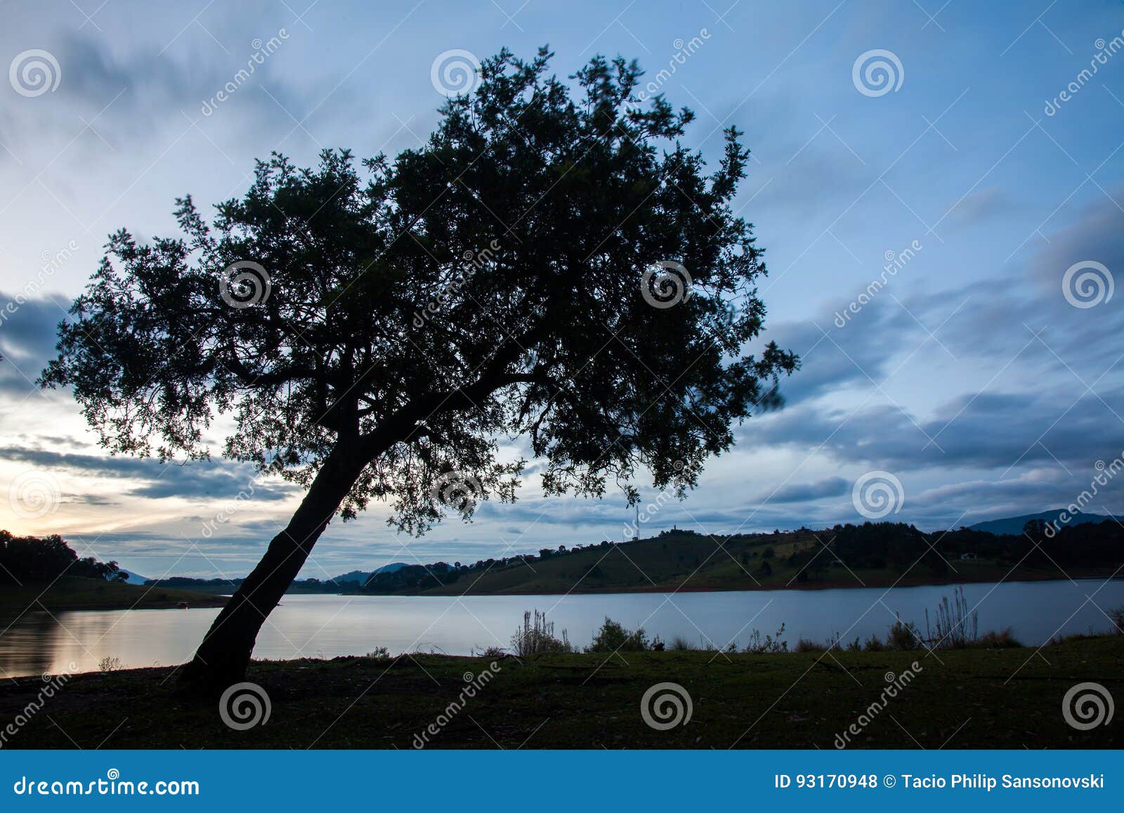 Great Oak Tree Stock Photography | CartoonDealer.com #79172996