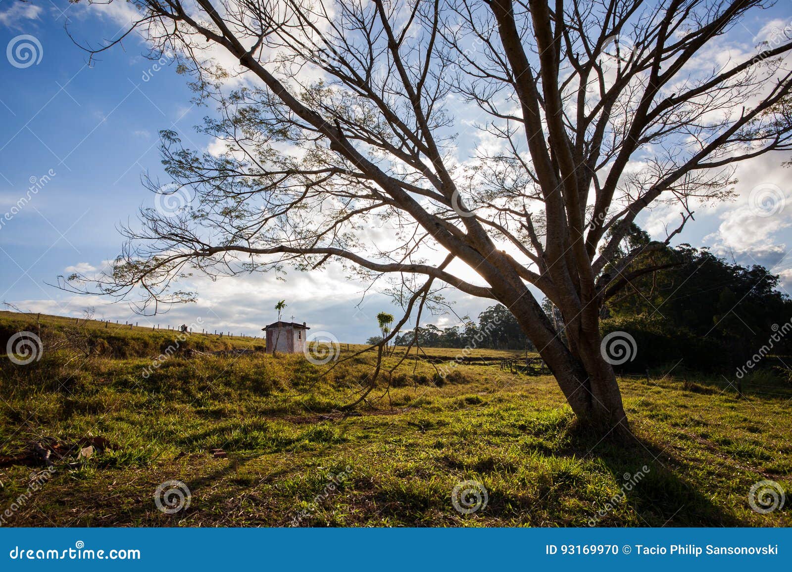 Great Oak Tree Stock Photography | CartoonDealer.com #79172996