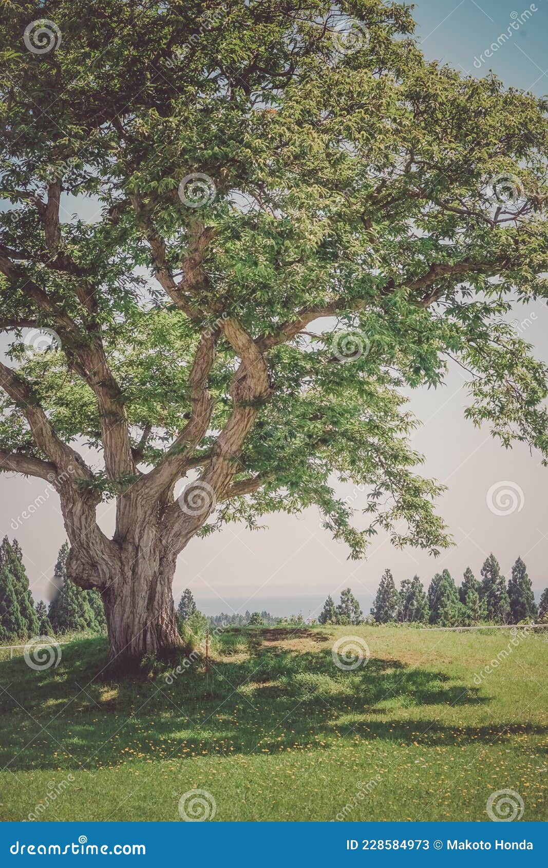 Great Tree and Fine Weather Sky Stock Image - Image of great, summer ...