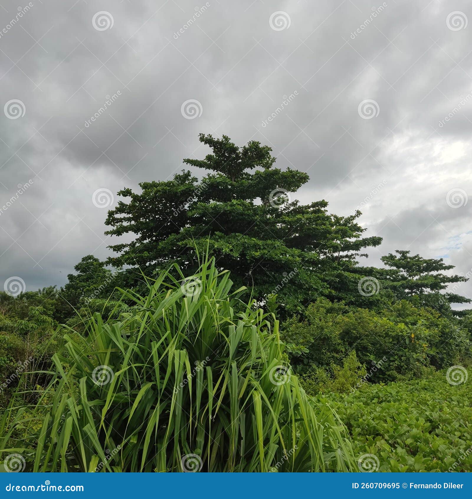 The Great Tree of the Forest Stock Image - Image of lawn, vegetation ...