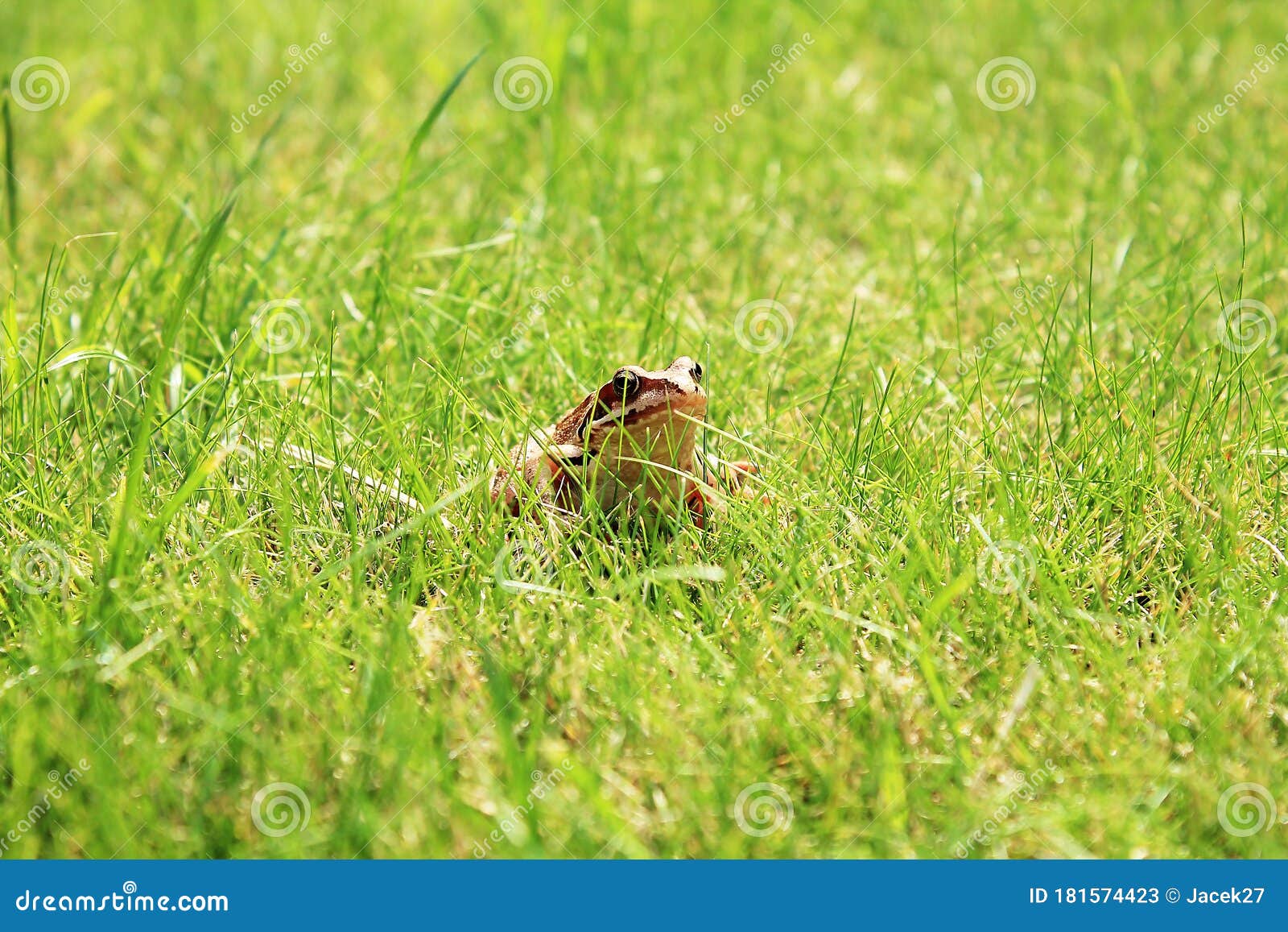 Great Tree Frog stock image. Image of tree, view, grass - 181574423