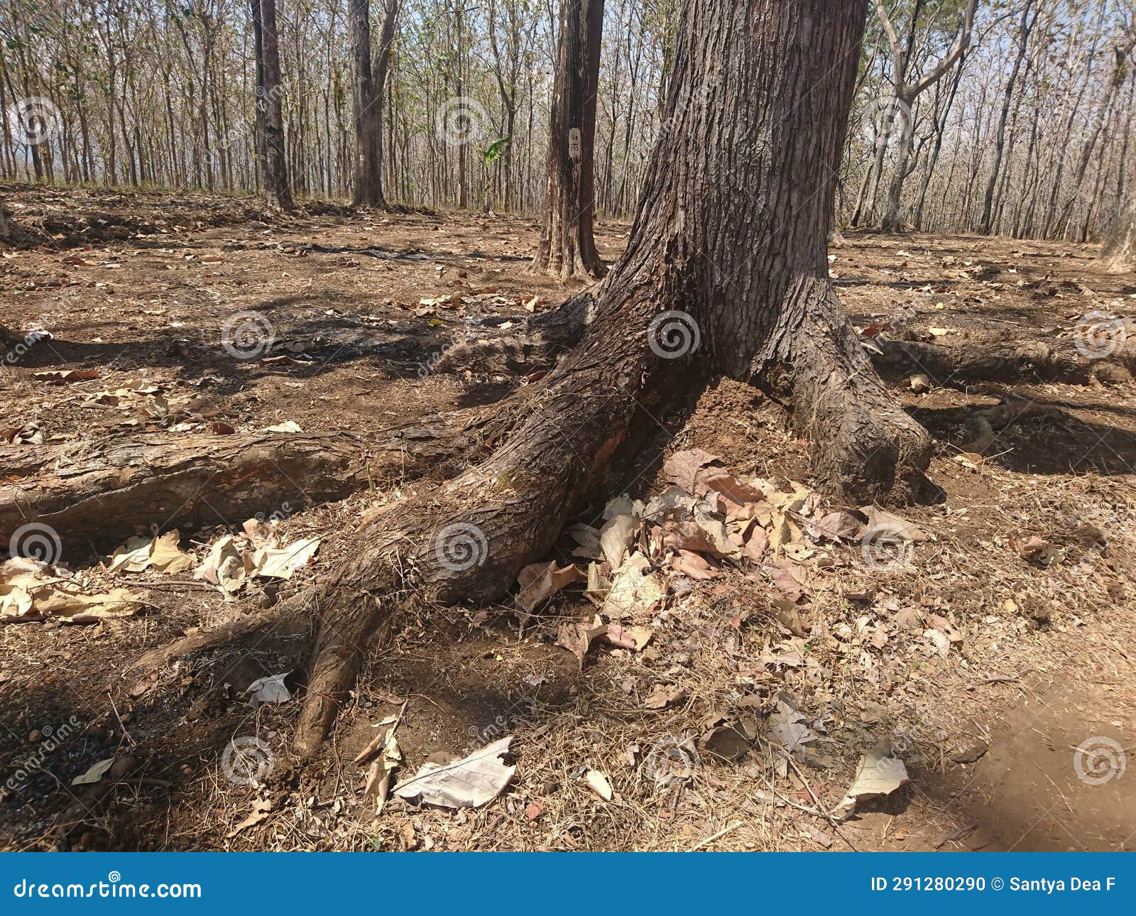 Great Tree Roots in Teak Forest Stock Photo - Image of forest, teak ...
