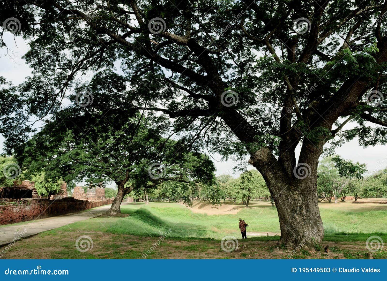 Thailand Ayuttaya Great Tree Small Man Editorial Stock Photo - Image of ...