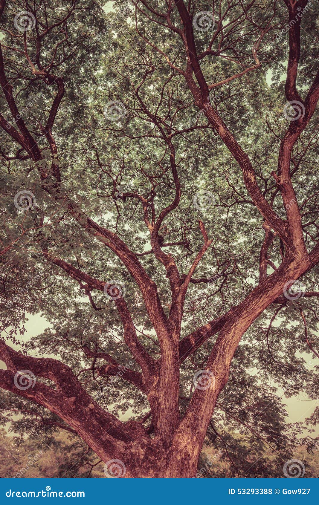 Great Tree Frog Royalty-Free Stock Photography | CartoonDealer.com ...