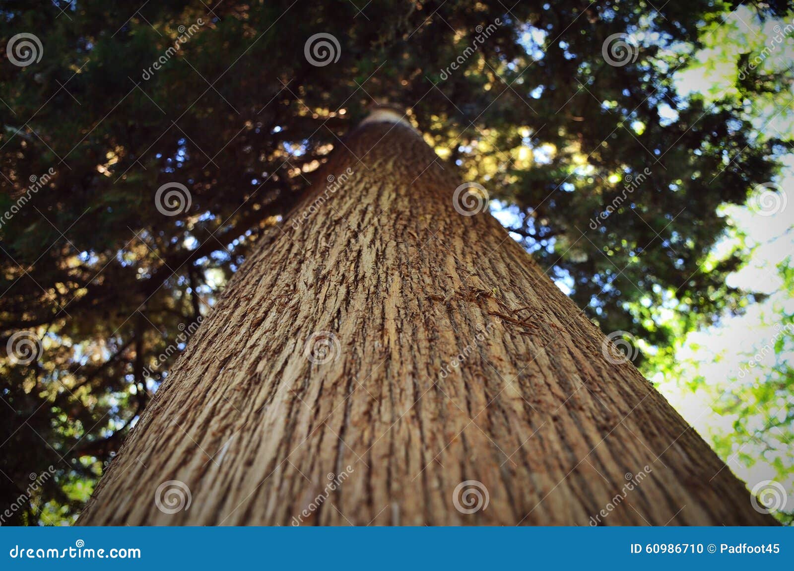 Great tree stock photo. Image of trunk, huge, garden - 60986710