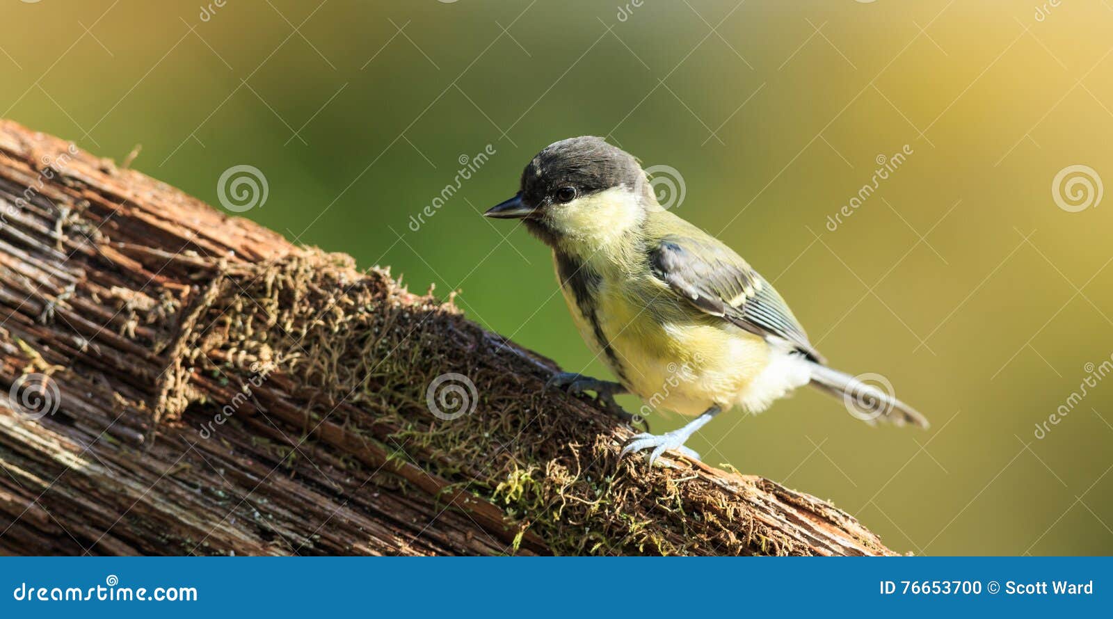 Great Ttit stock photo. Image of bird, scotland, tits - 76653700