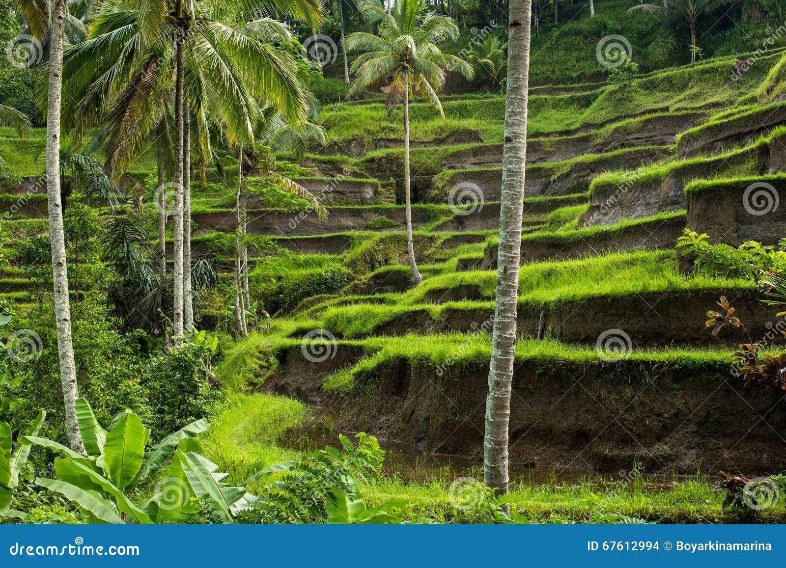 Great View of Rice Fields, Ubud, Bali Stock Photo - Image of growth ...