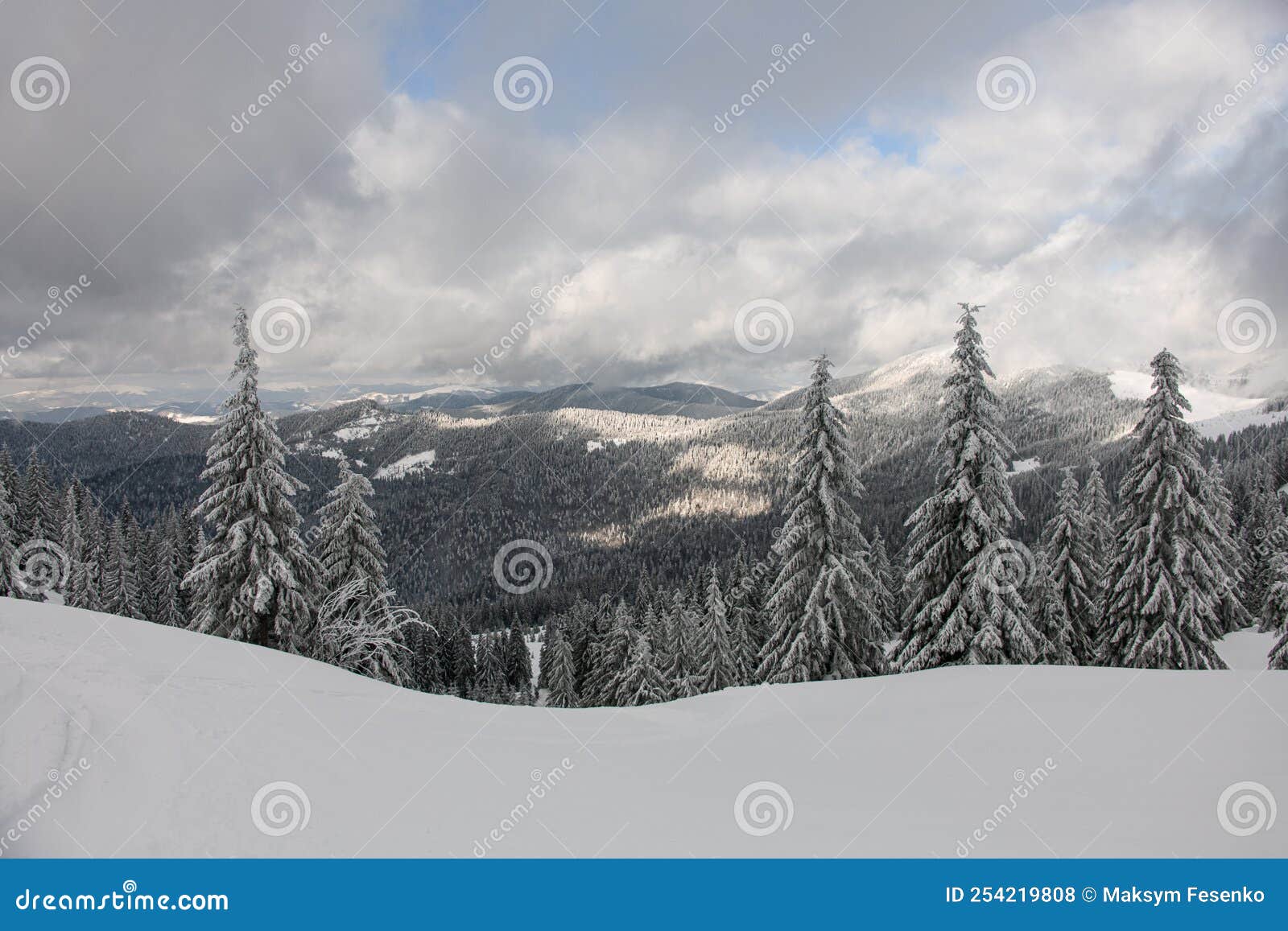 Great View On Snowy Forest Of Evergreen Snow Covered Fir Trees And