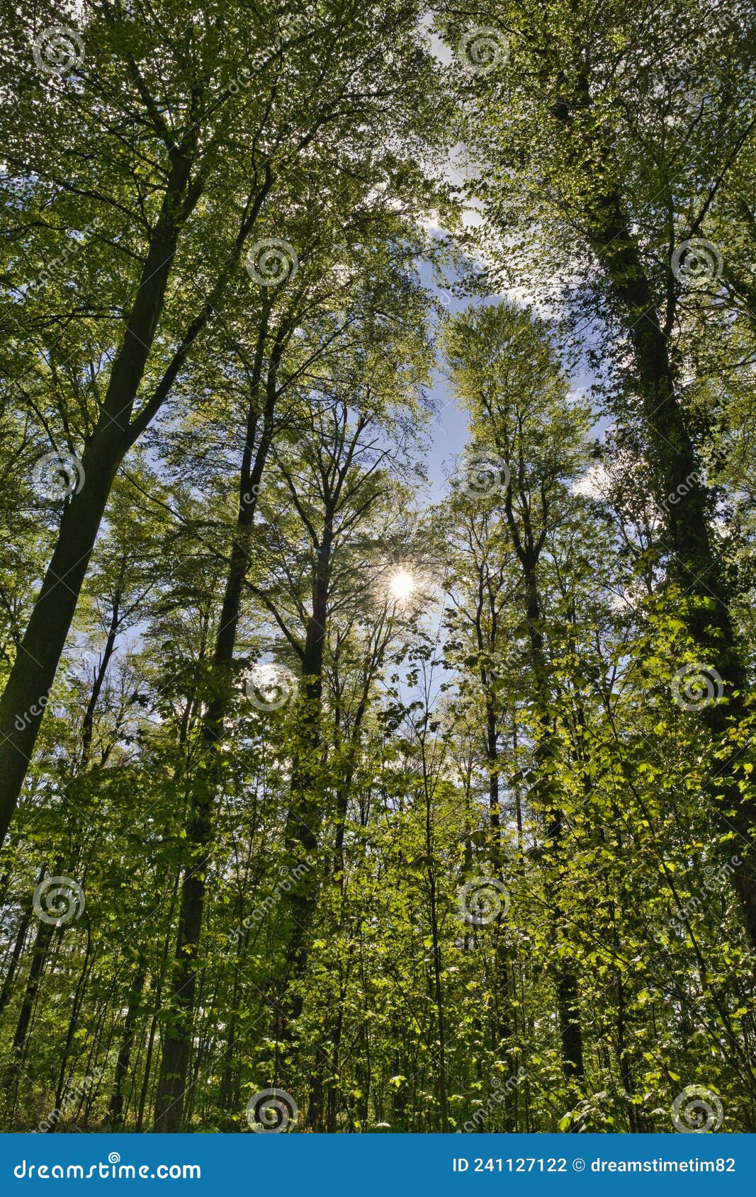 A Great View Up into the Trees Direction Sky Stock Photo - Image of ...