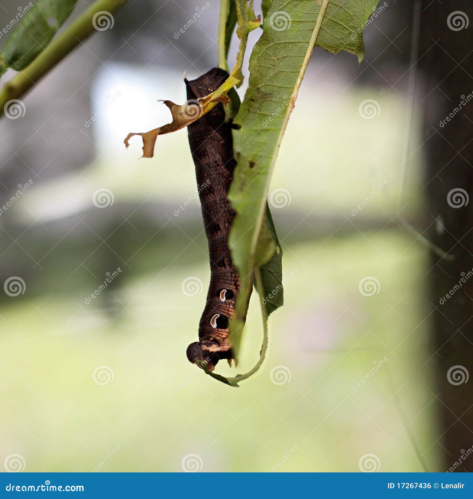 Great Voracious Caterpillar Stock Photo - Image of caterpillar, great ...