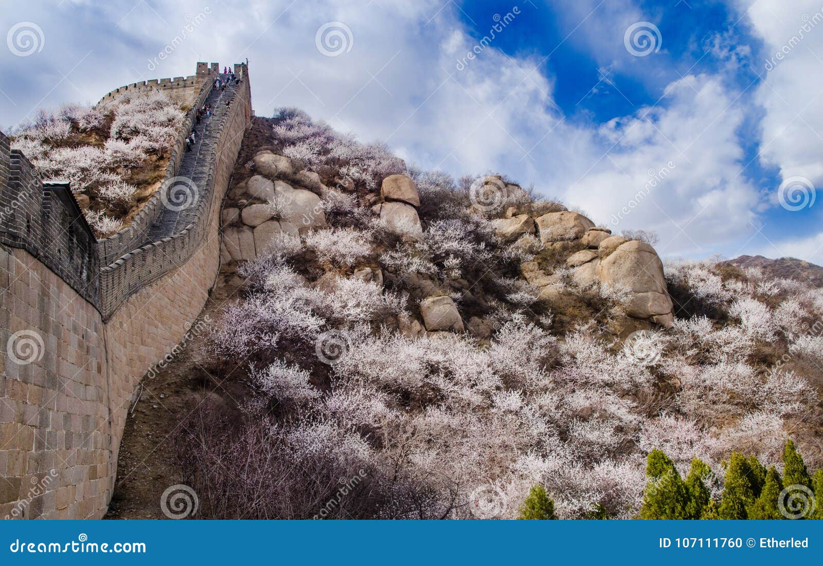 The Great Wall in spring stock photo. Image of flower - 107111760