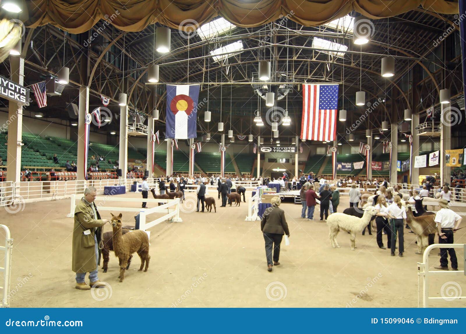 Great Western Alpaca Show editorial photo. Image of mammal - 15099046