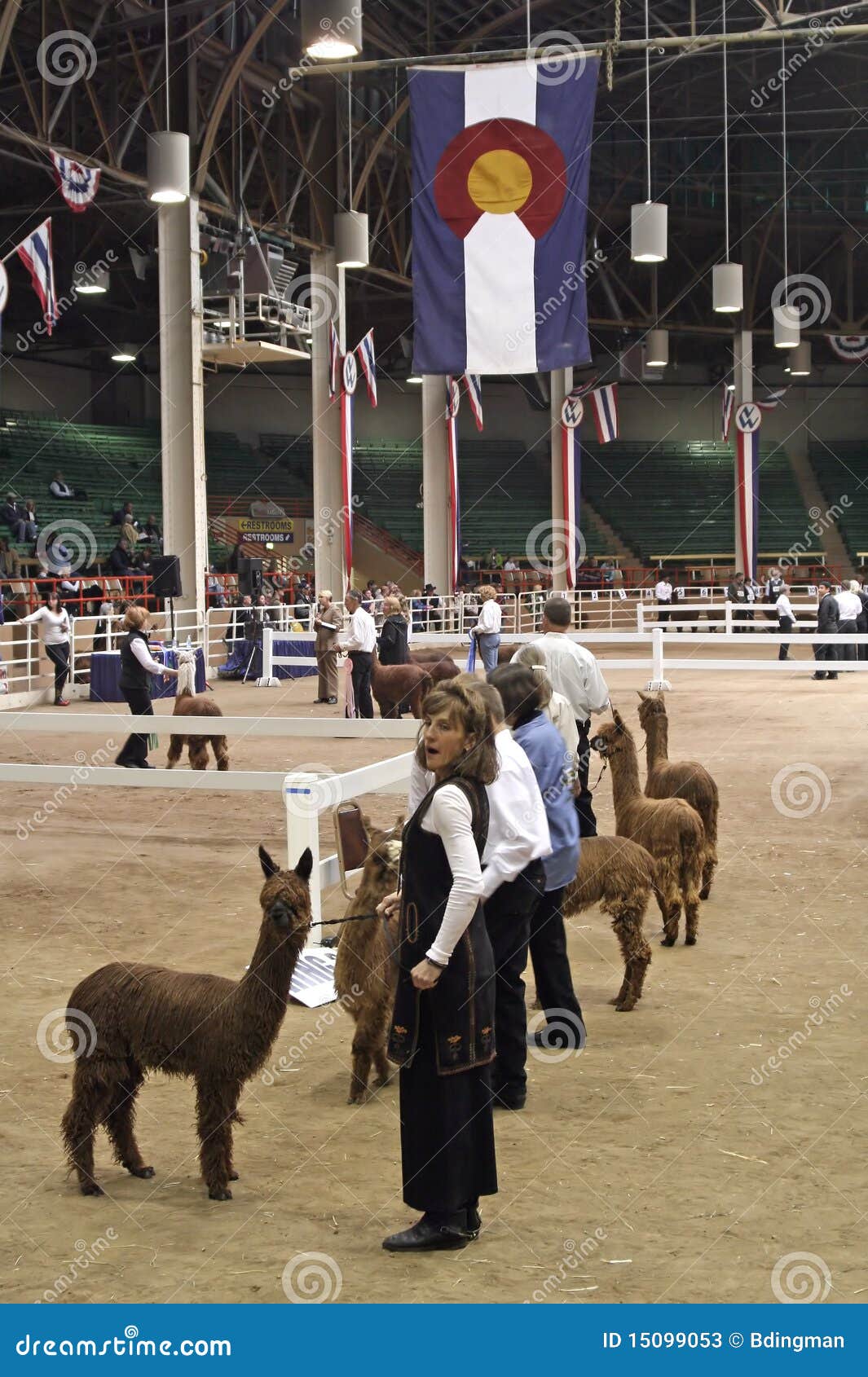 Great Western Alpaca Show editorial stock photo. Image of farm - 15099053