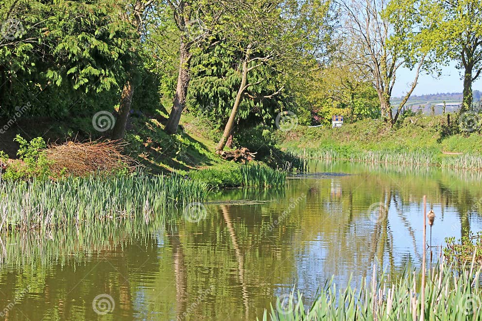 Great Western Canal at Tiverton , Devon Stock Image - Image of ...