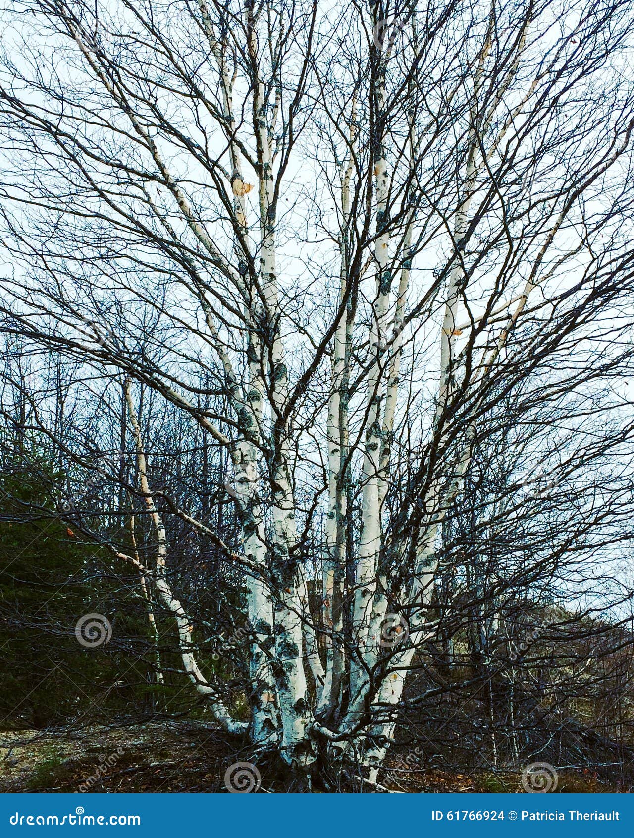 The great white birch stock photo. Image of nature, strong - 61766924