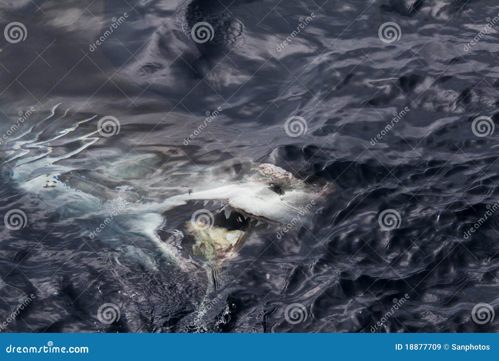 Great white Bite stock image. Image of eating, island - 18877709