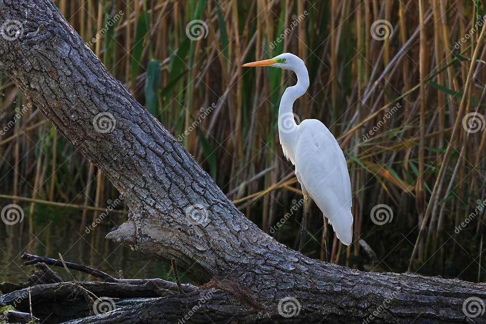 Great white egret stock image. Image of natural, alba - 23403679
