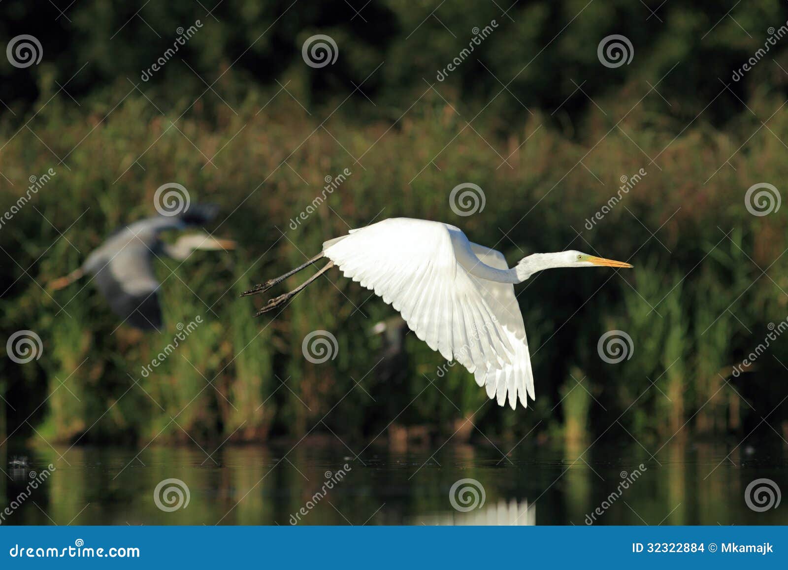 Great White Egret Ardea Alba Flying Stock Photo - Image of predator ...