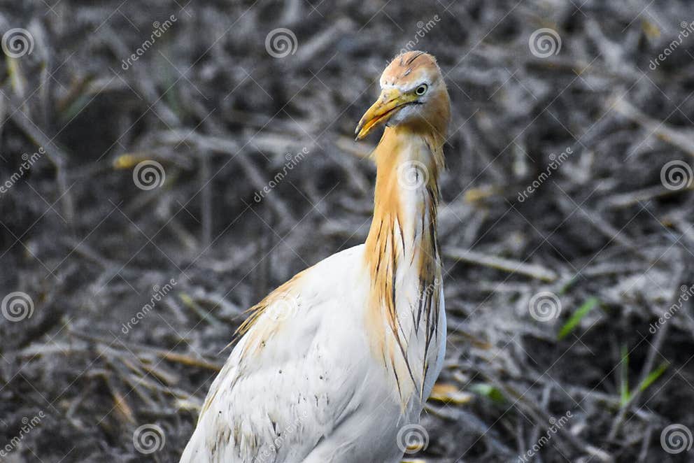 Great White Egret Ardea Alba Heron Stock Image - Image of alba, ardea: 252574953