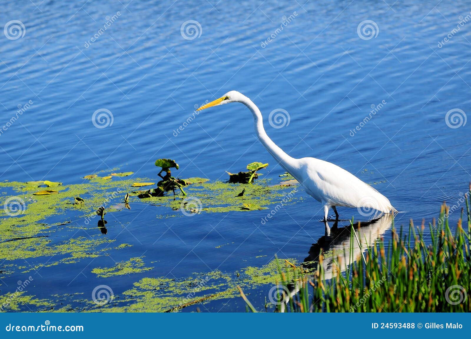 Great white egret bird stock photo. Image of blue, creatures - 24593488