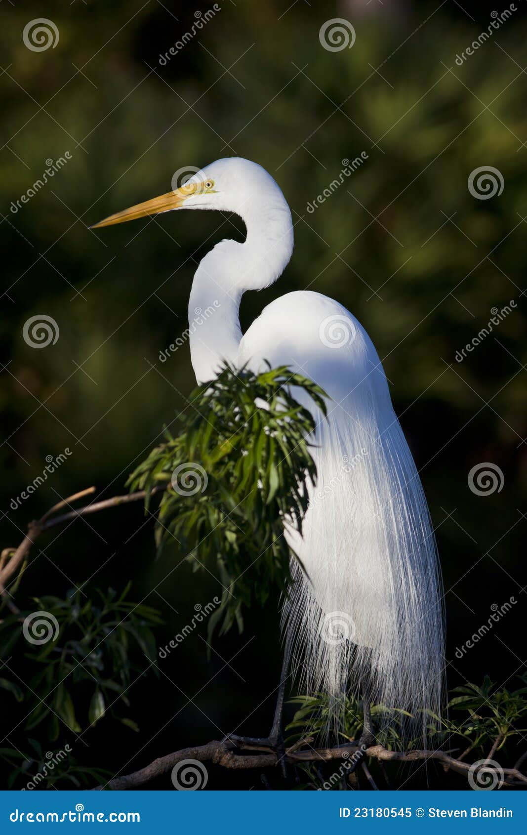 Great White Egret with Breeding Feathers Stock Image - Image of beak ...