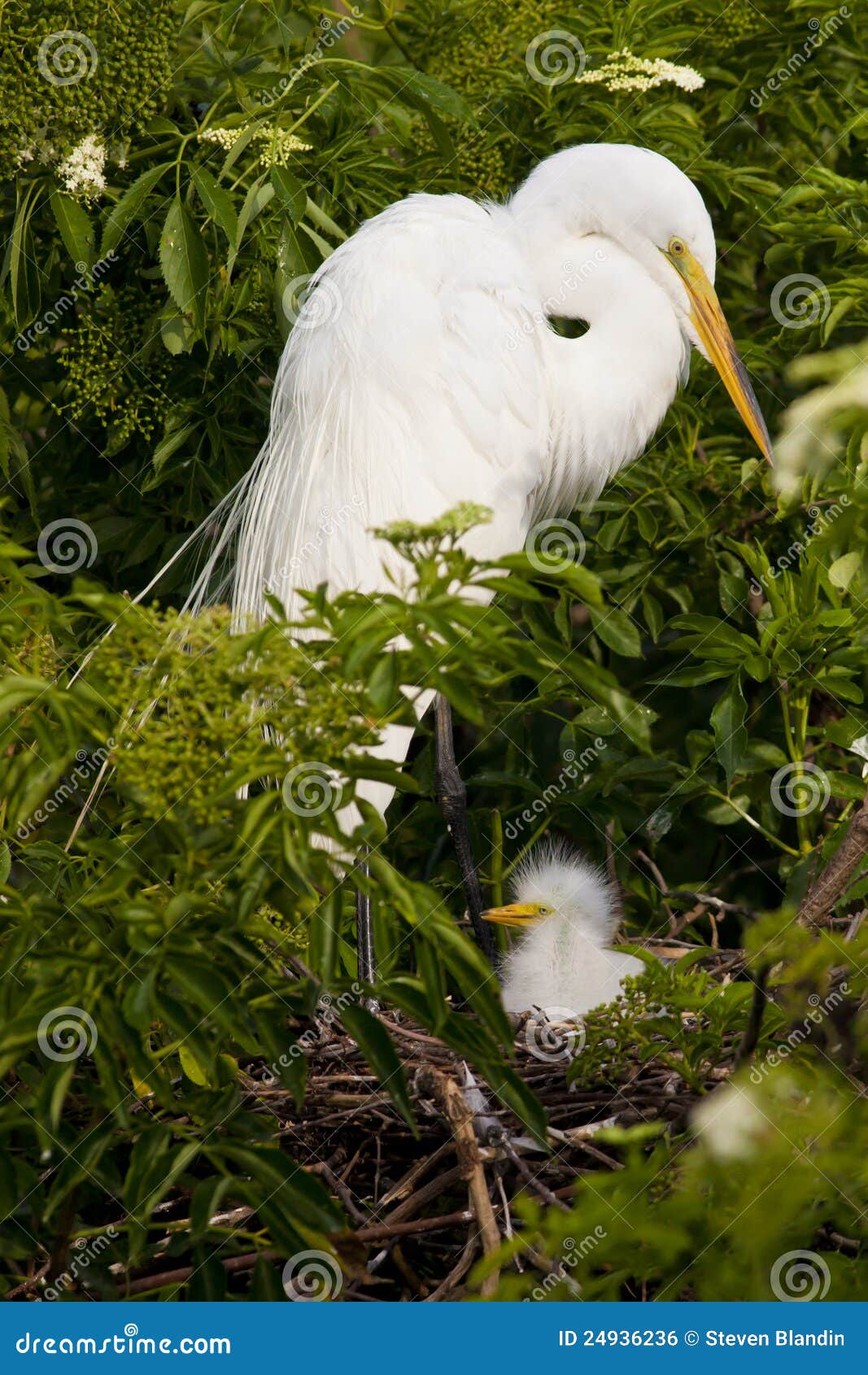 Great White Egret with Chick Stock Photo - Image of ardea, egret: 24936236