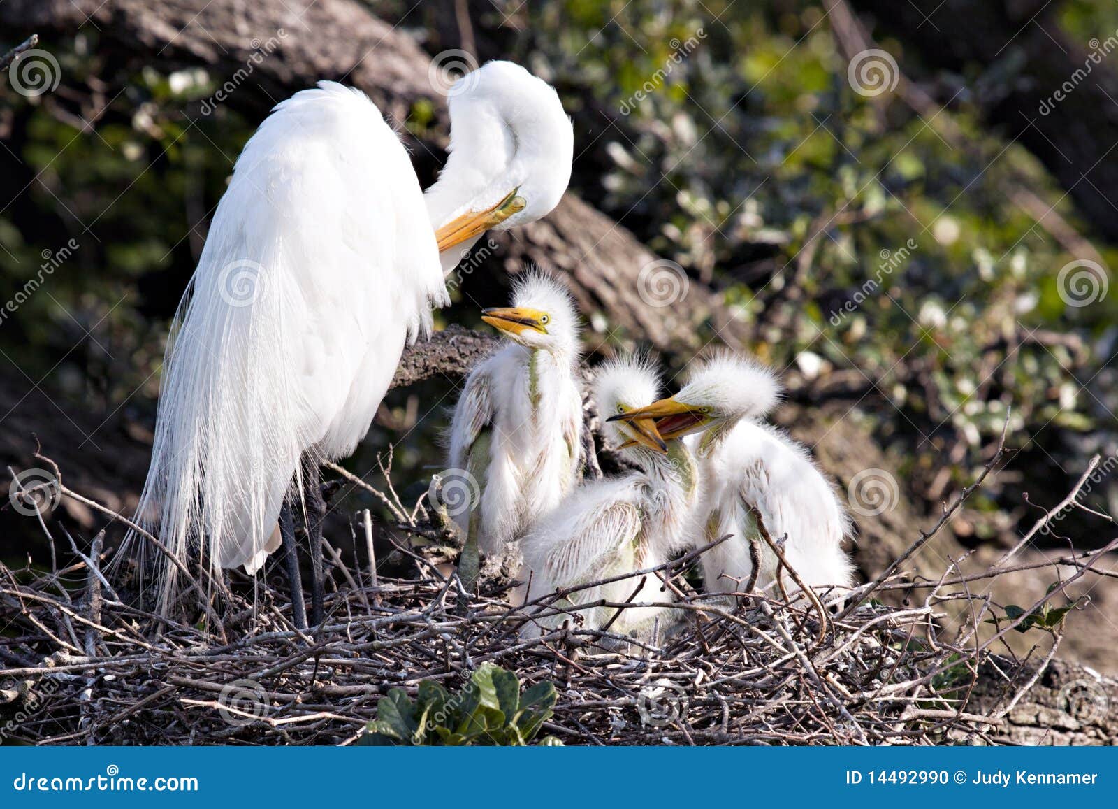 Great White Egret with Chicks Stock Photo - Image of environment, legs ...