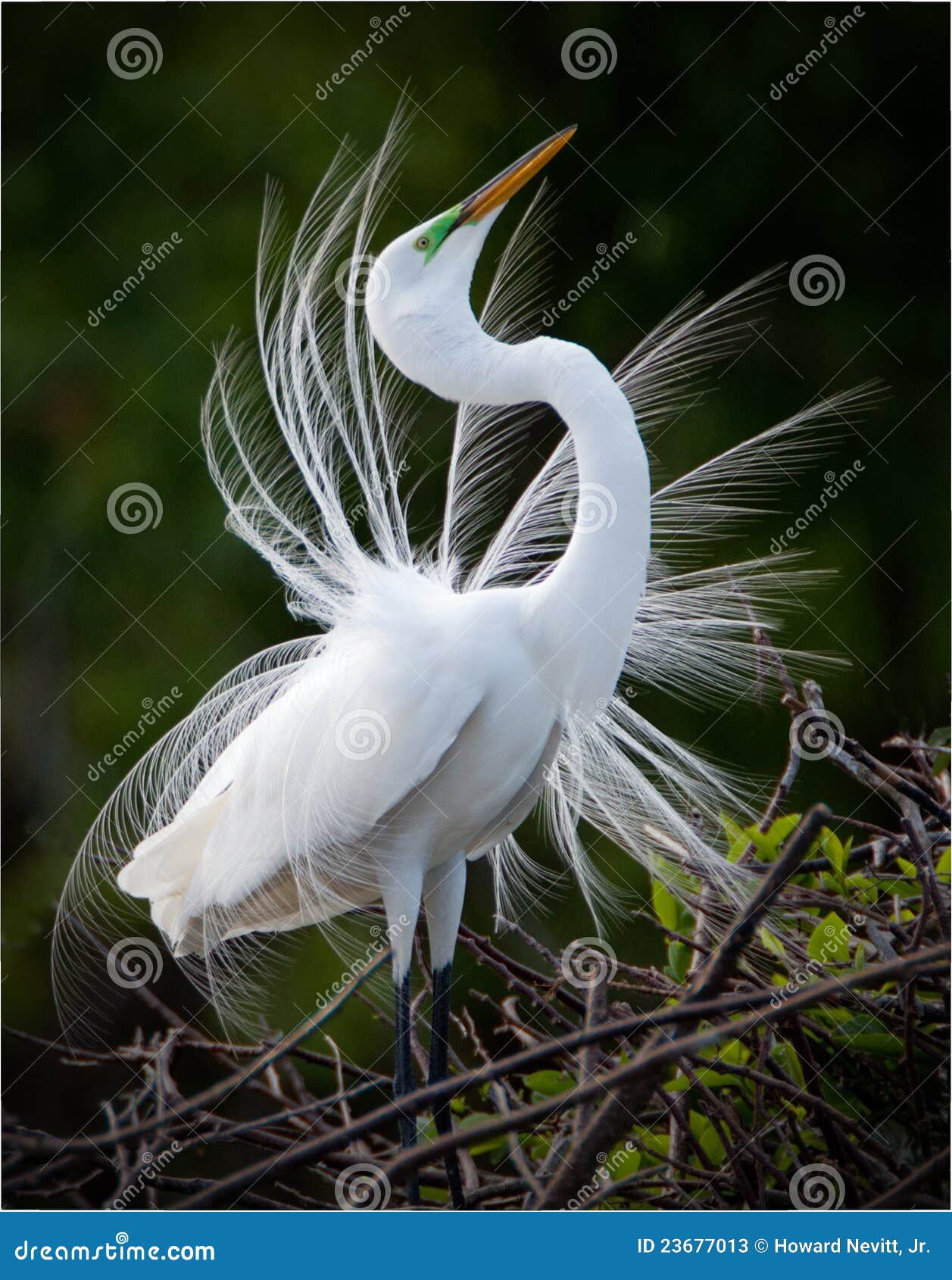 Great White Egret bird stock image. Image of looks, background - 23677013