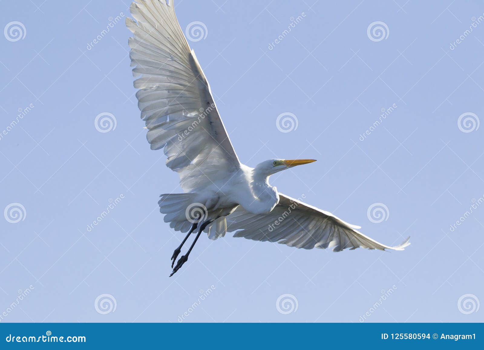 Great White Egret Flying in Blue Sky Stock Photo - Image of bird ...