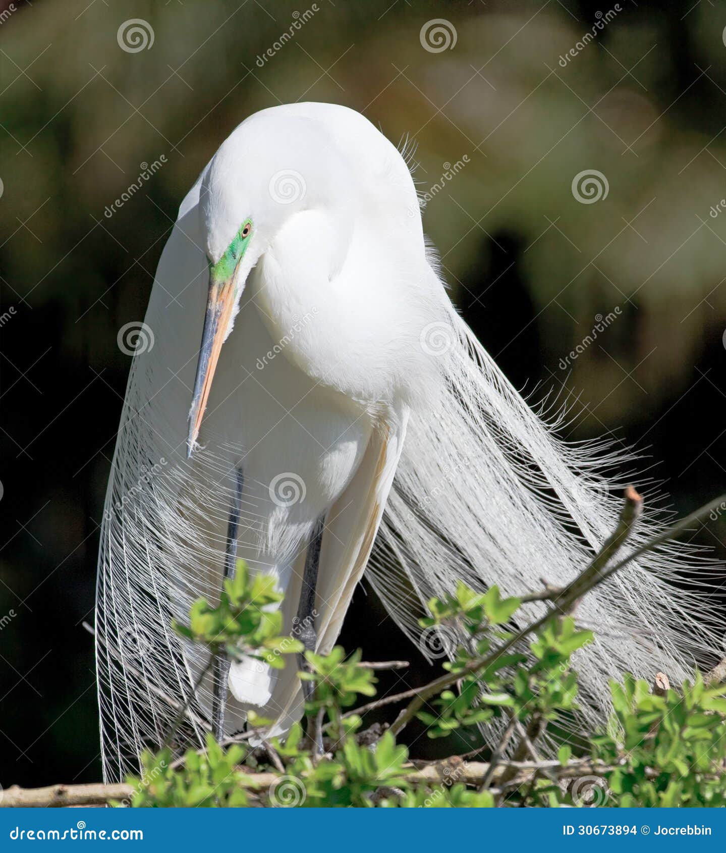 Great White Egret with Feathers Blowing Stock Photo - Image of sshaped ...