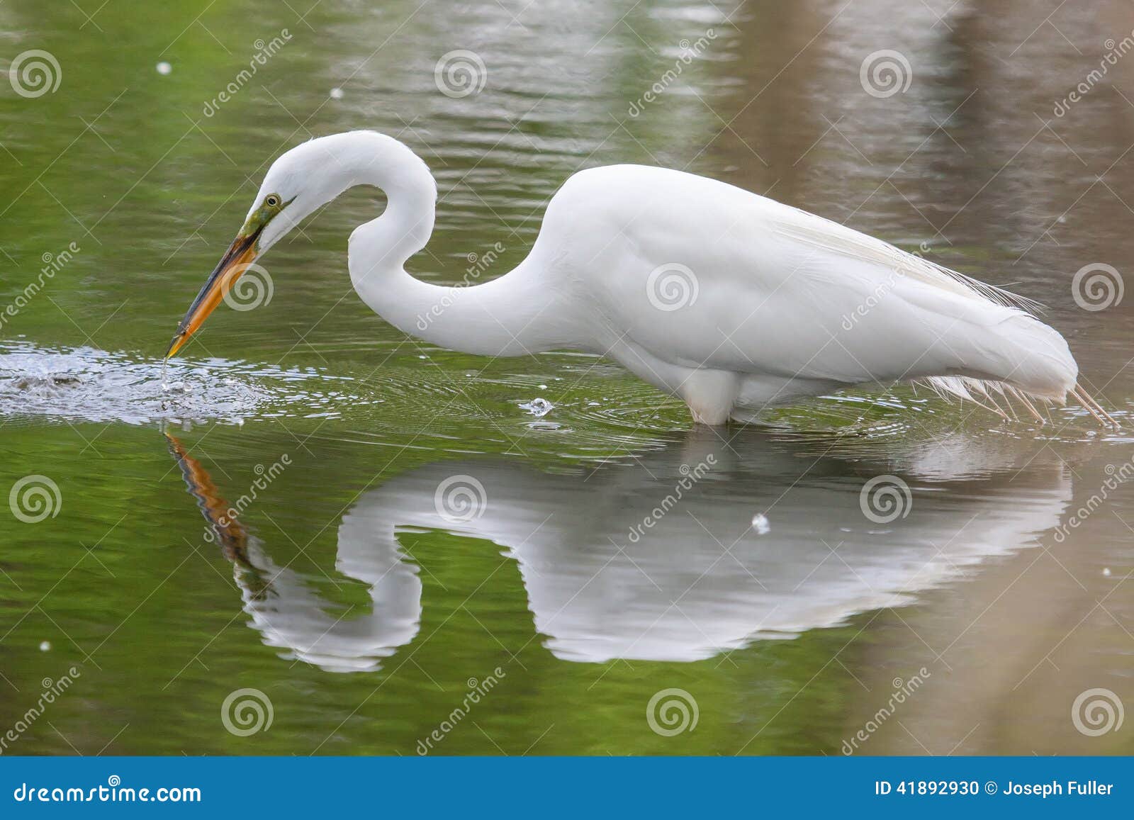 Great White Egret fishing stock photo. Image of wings - 41892930