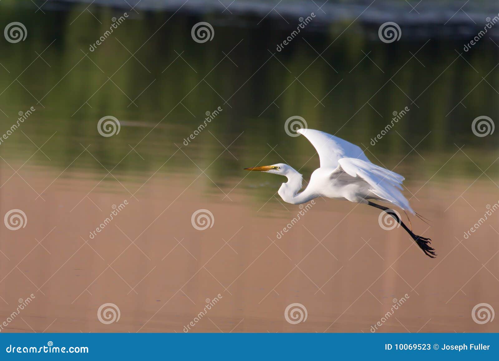 Great White Egret in Flight Stock Image - Image of united, neck: 10069523