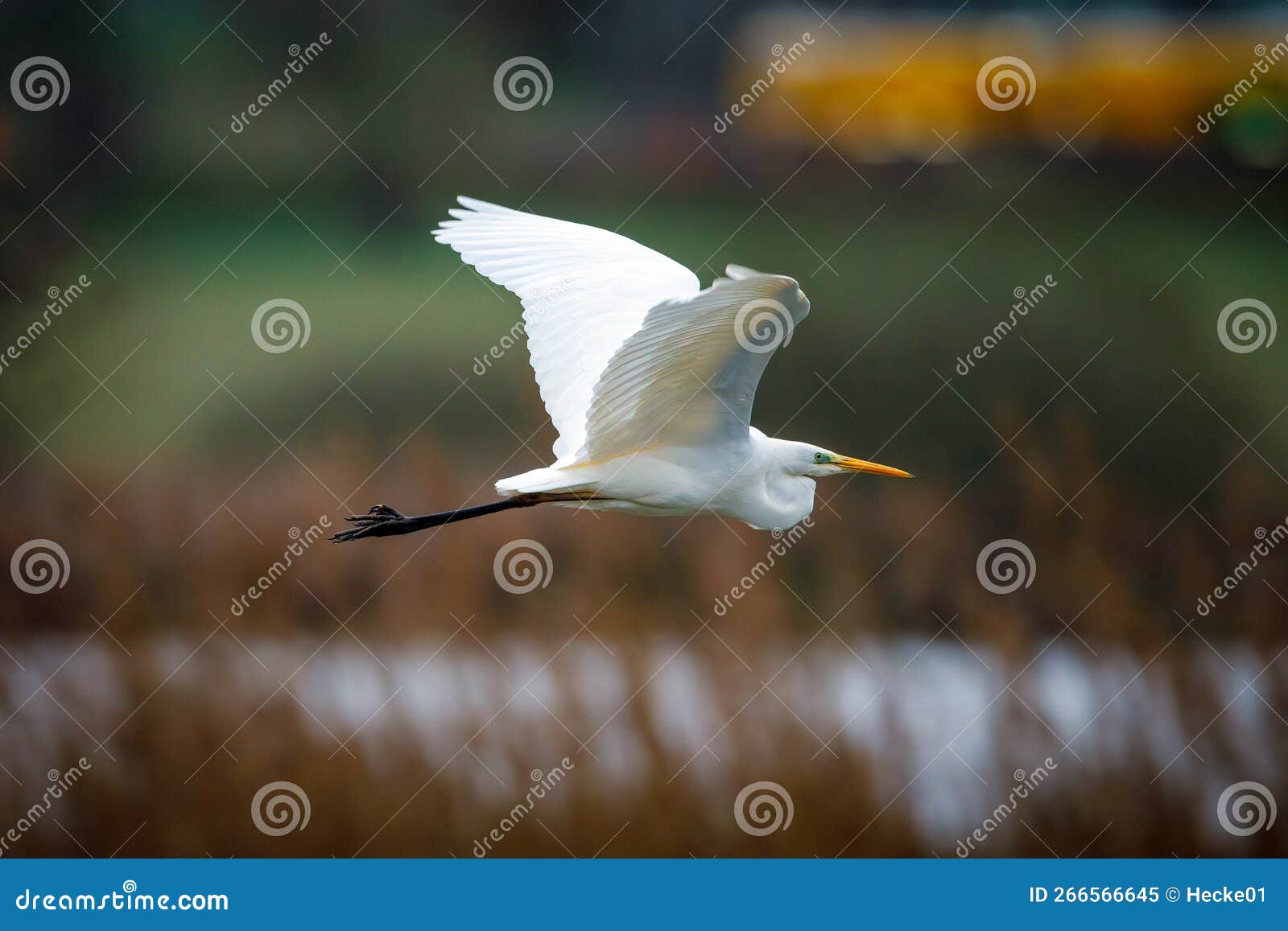 Great White Egret at the Flight Stock Image - Image of family, bill ...