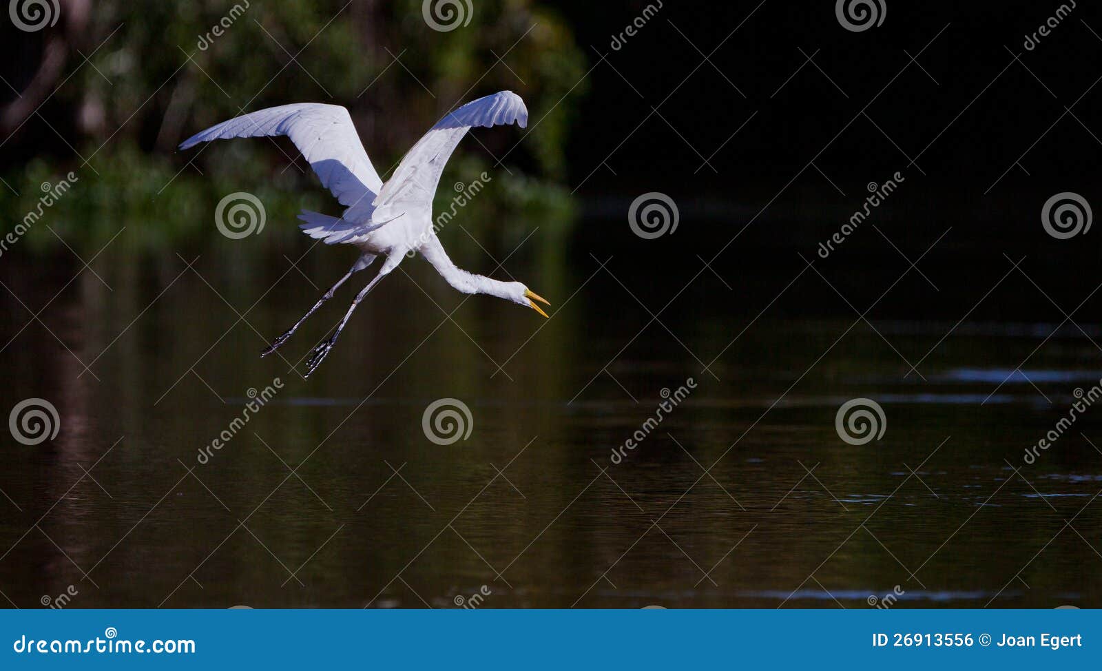 Great White Egret in Flight Stock Photo - Image of fauna, herons: 26913556