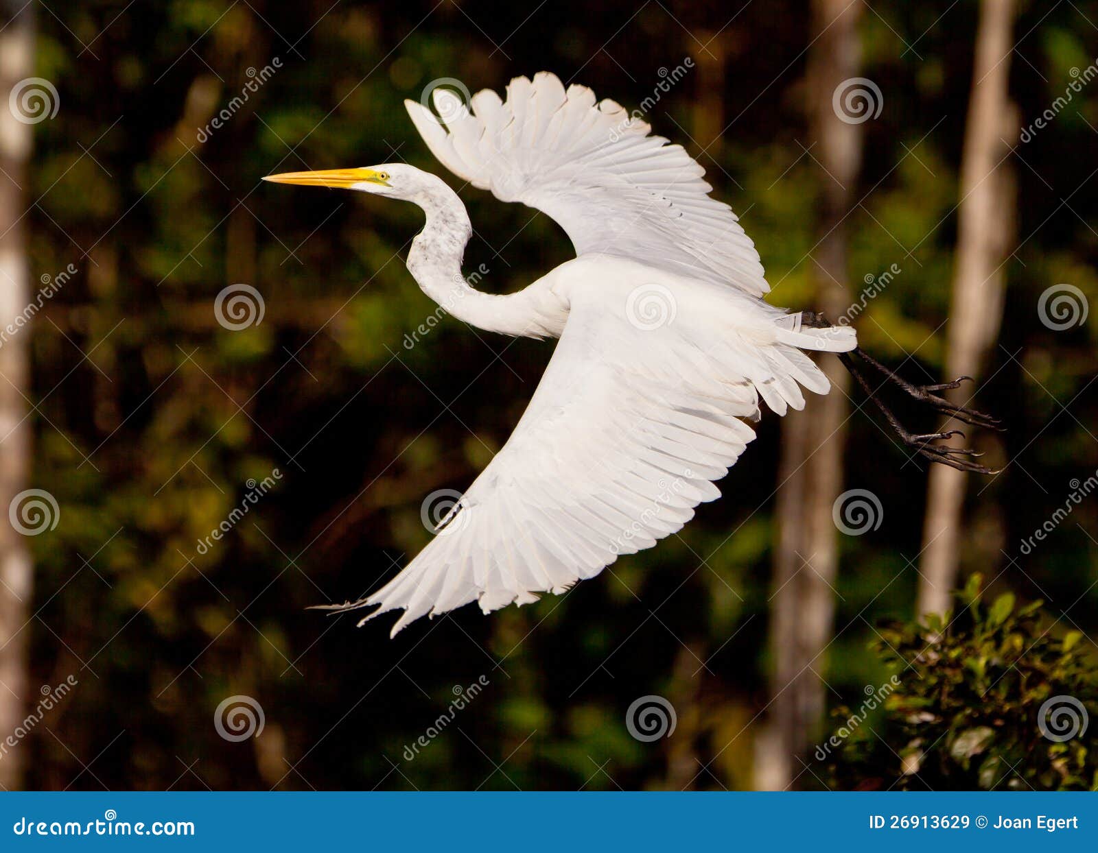 Great White Egret in Flight Stock Image - Image of flying, animals ...