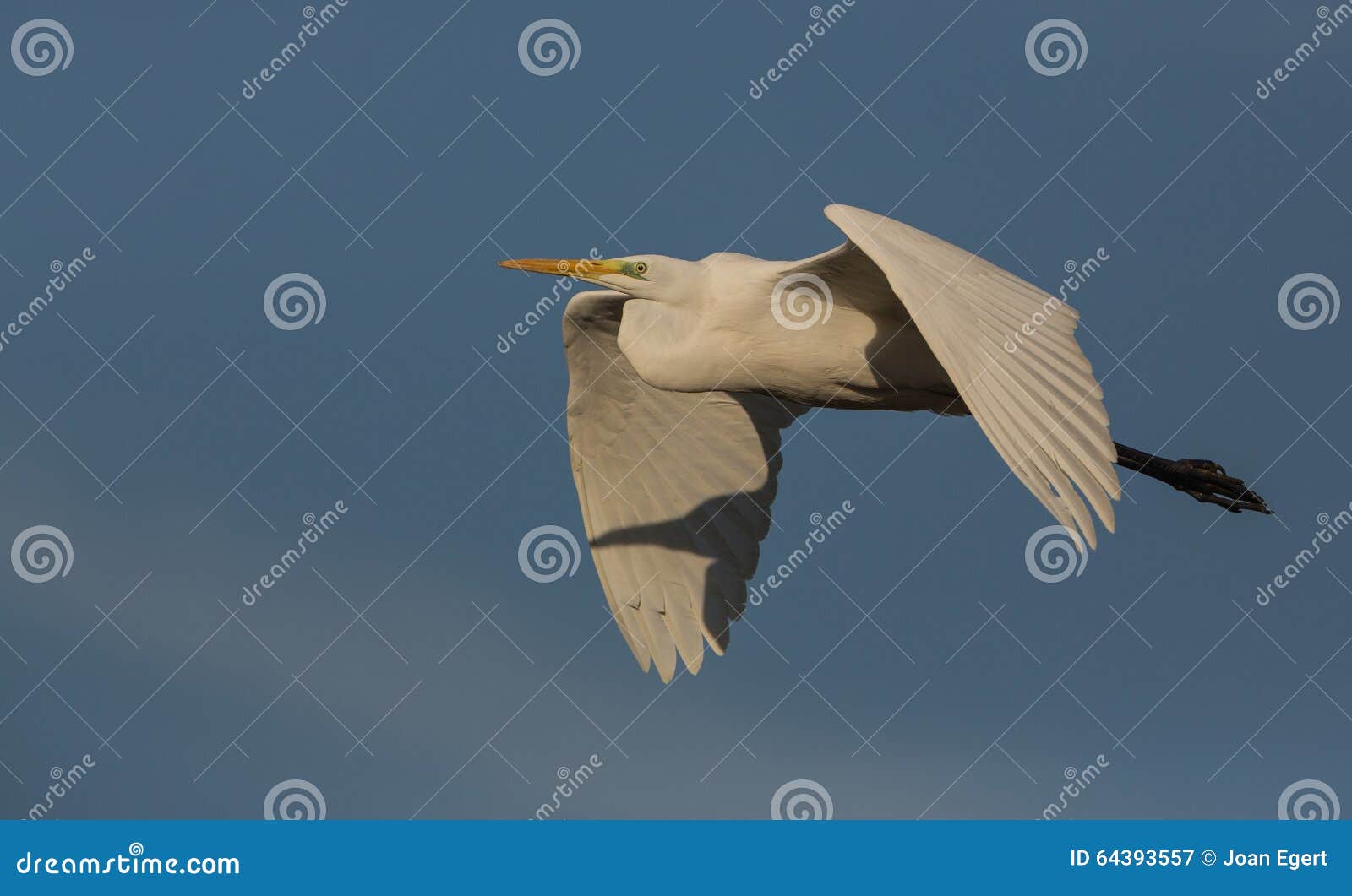 Great White Egret in Flight Stock Image - Image of wingspan, wild: 64393557