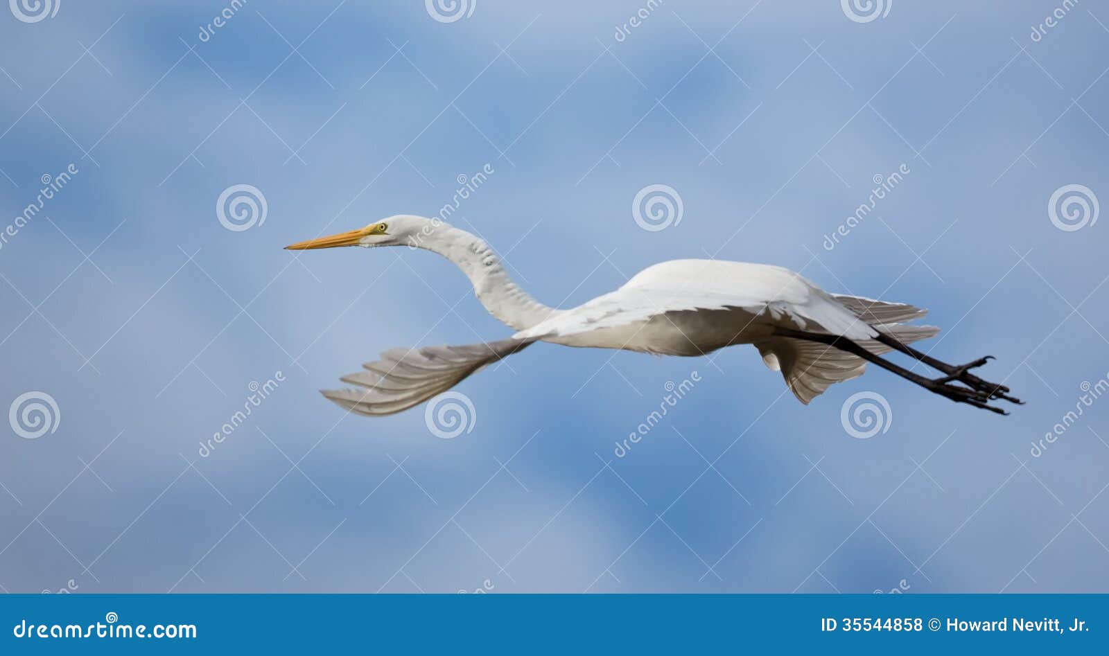 Great White Egret in Flight Stock Photo - Image of grass, ponies: 35544858