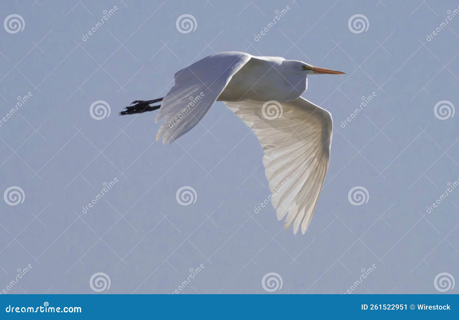 Great White Egret in Flight during Daytime Stock Image - Image of avian ...