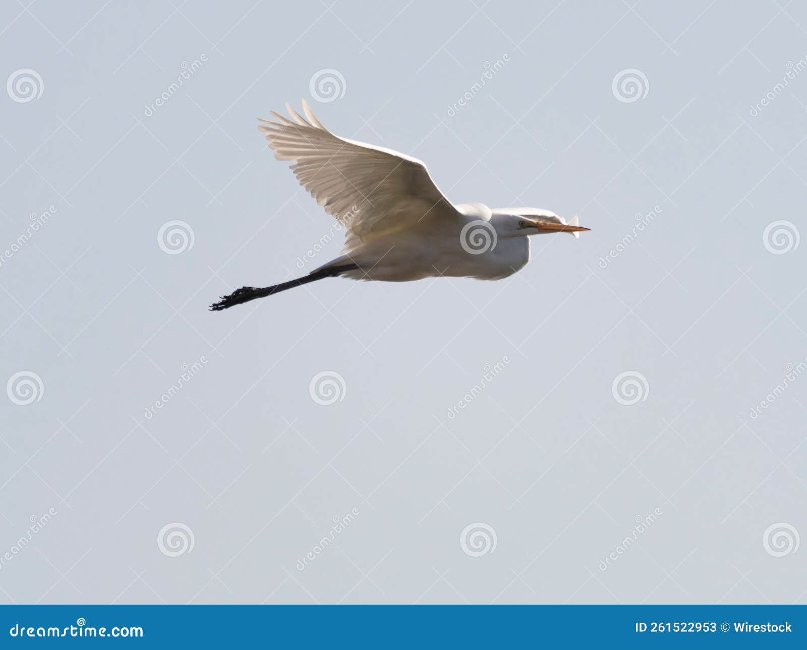 Great White Egret in Flight during Daytime Stock Image - Image of ...