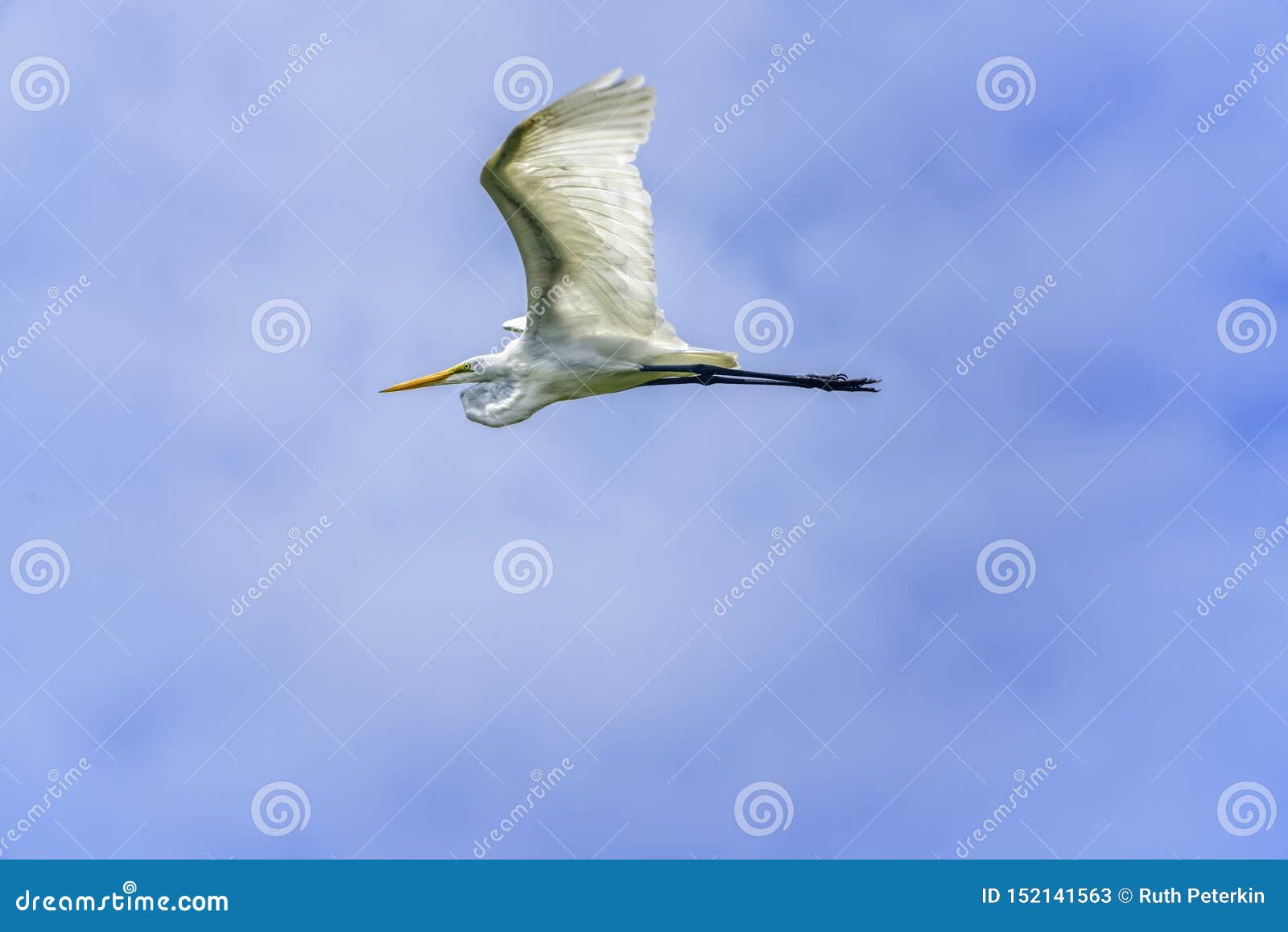 Great White Egret in Flight Stock Image - Image of neck, environment ...