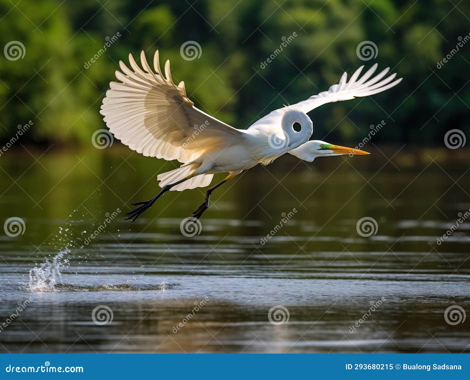 Great White Egret in Flight Stock Illustration - Illustration of black ...
