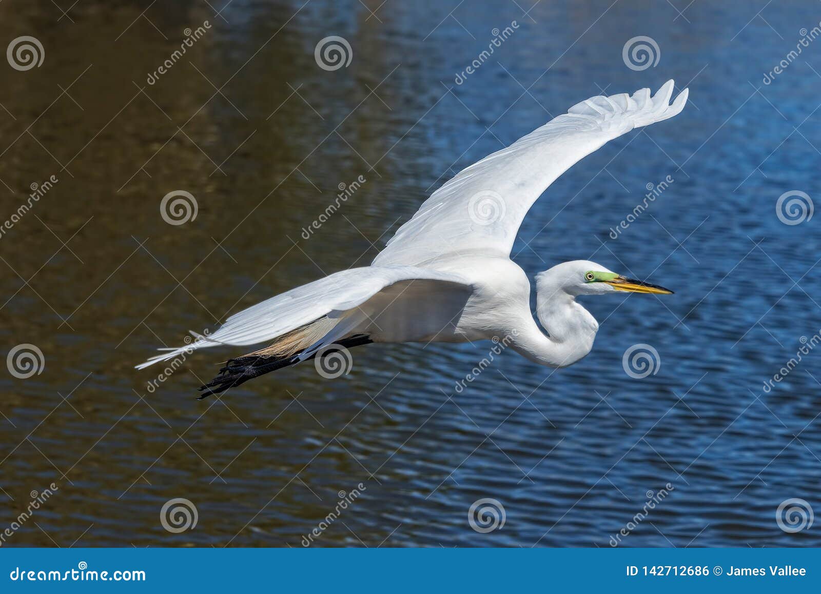 Great White Egret in Flight Stock Photo - Image of feathers, nature ...