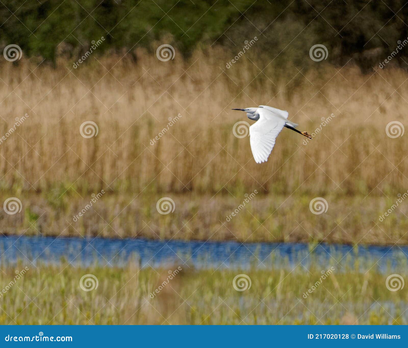 Great White Egret in Flight Stock Photo - Image of flying, great: 217020128